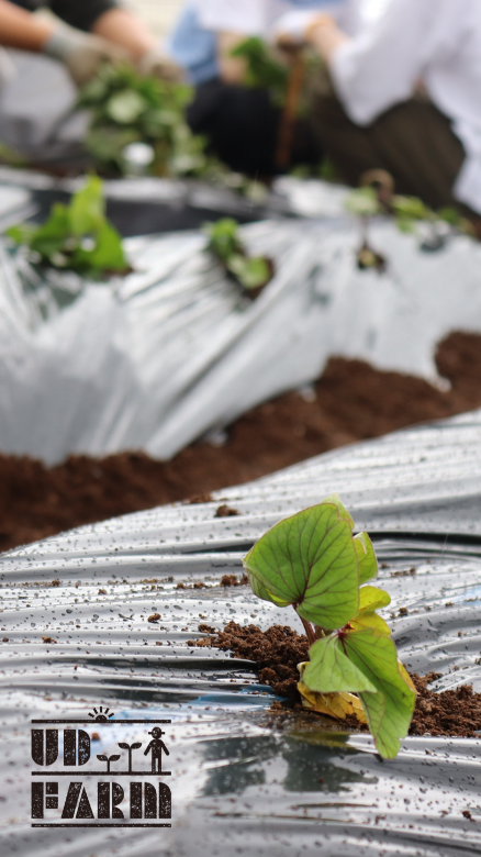 UD FARM活動記録 vol.1 | DINING SERVICE DESIGN LAB | 千葉商科大学